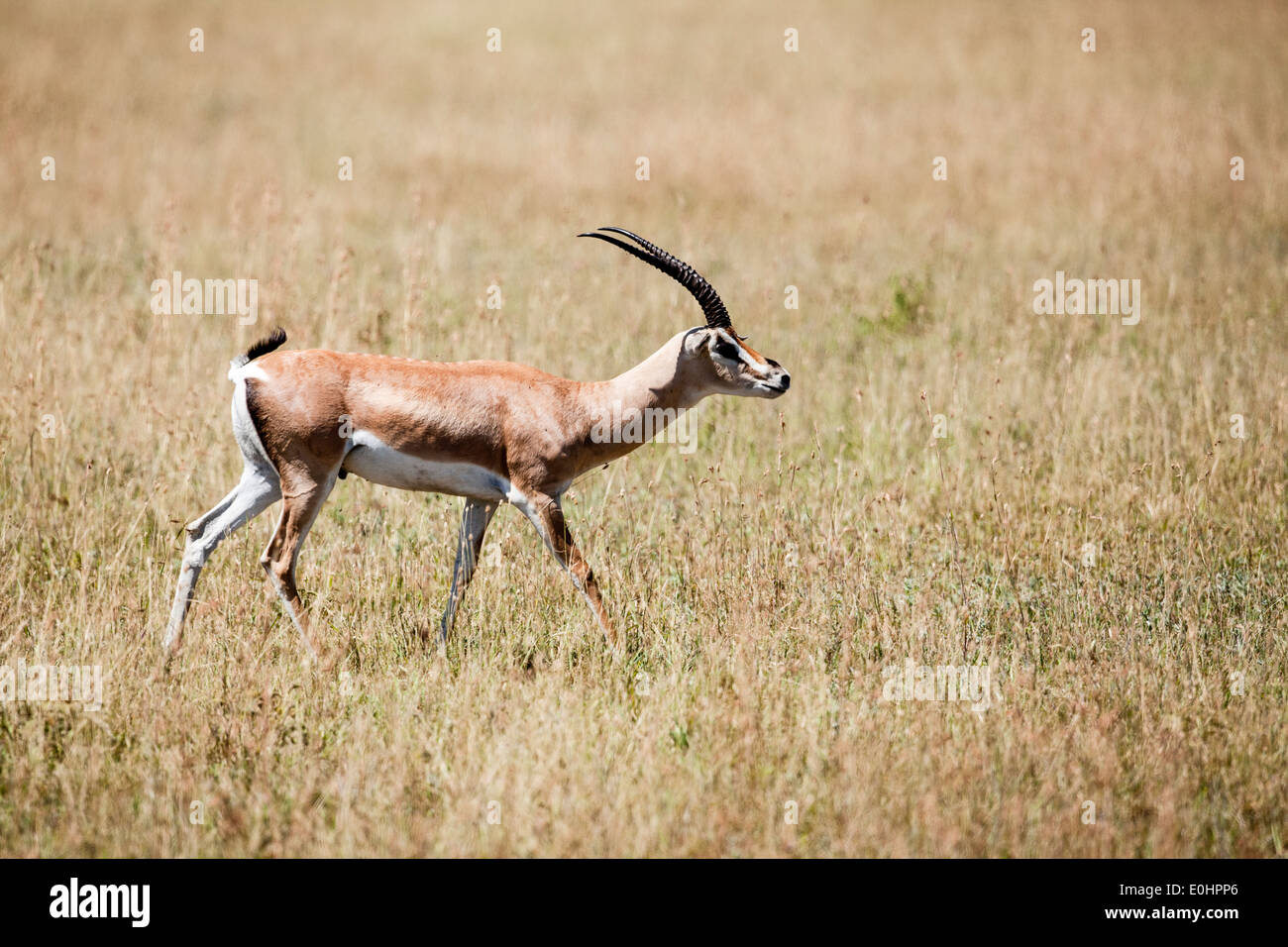 Grant's gazelle (Nanger granti). Photographed in Tanzania Stock Photo ...