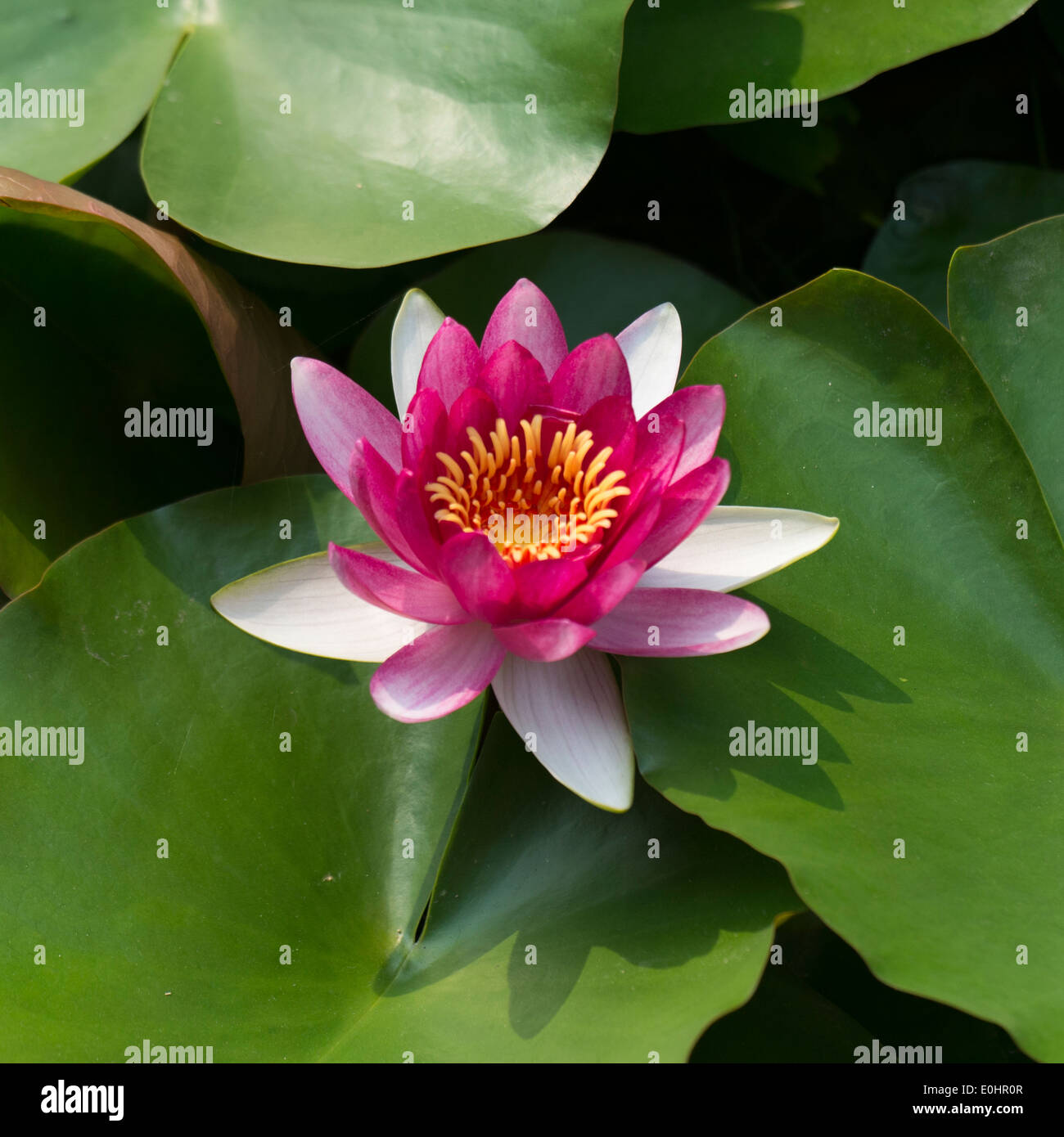Water lily in a pond at Summer Palace, Haidian District, Beijing, China ...