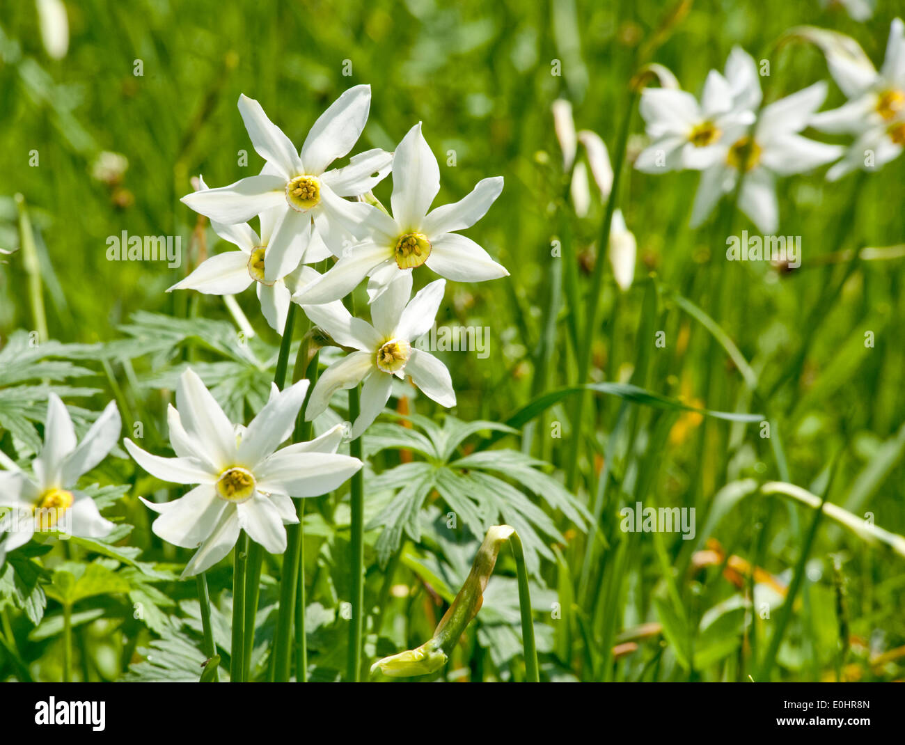 White daffs hi-res stock photography and images - Alamy