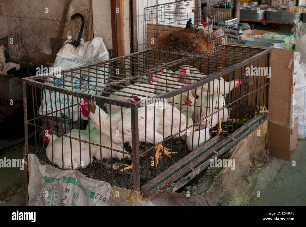 Chickens in cage sale market hi-res stock photography and images - Alamy
