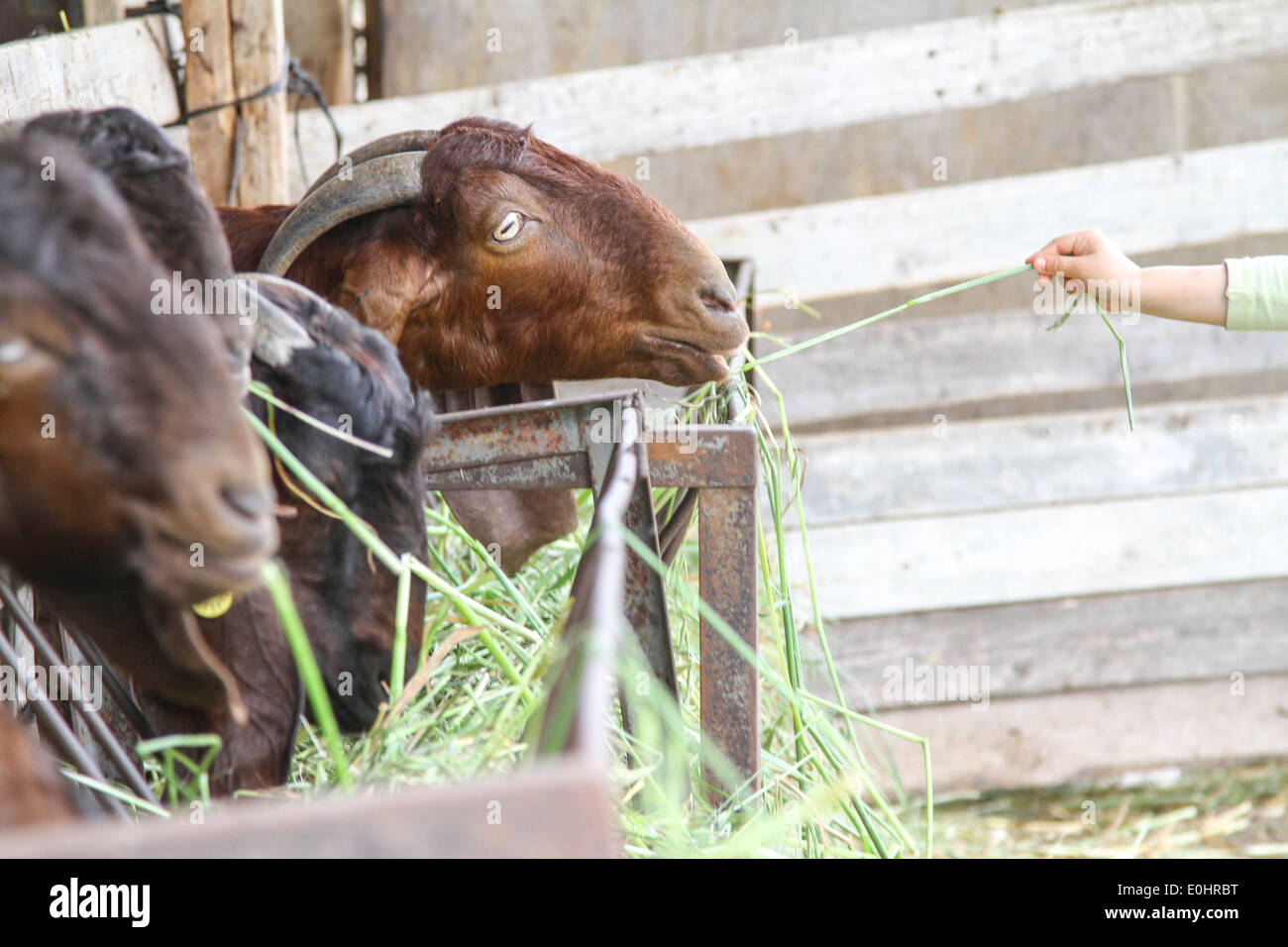 Hand of a young girl feeding goats from afar in a dairy farm (Model ...