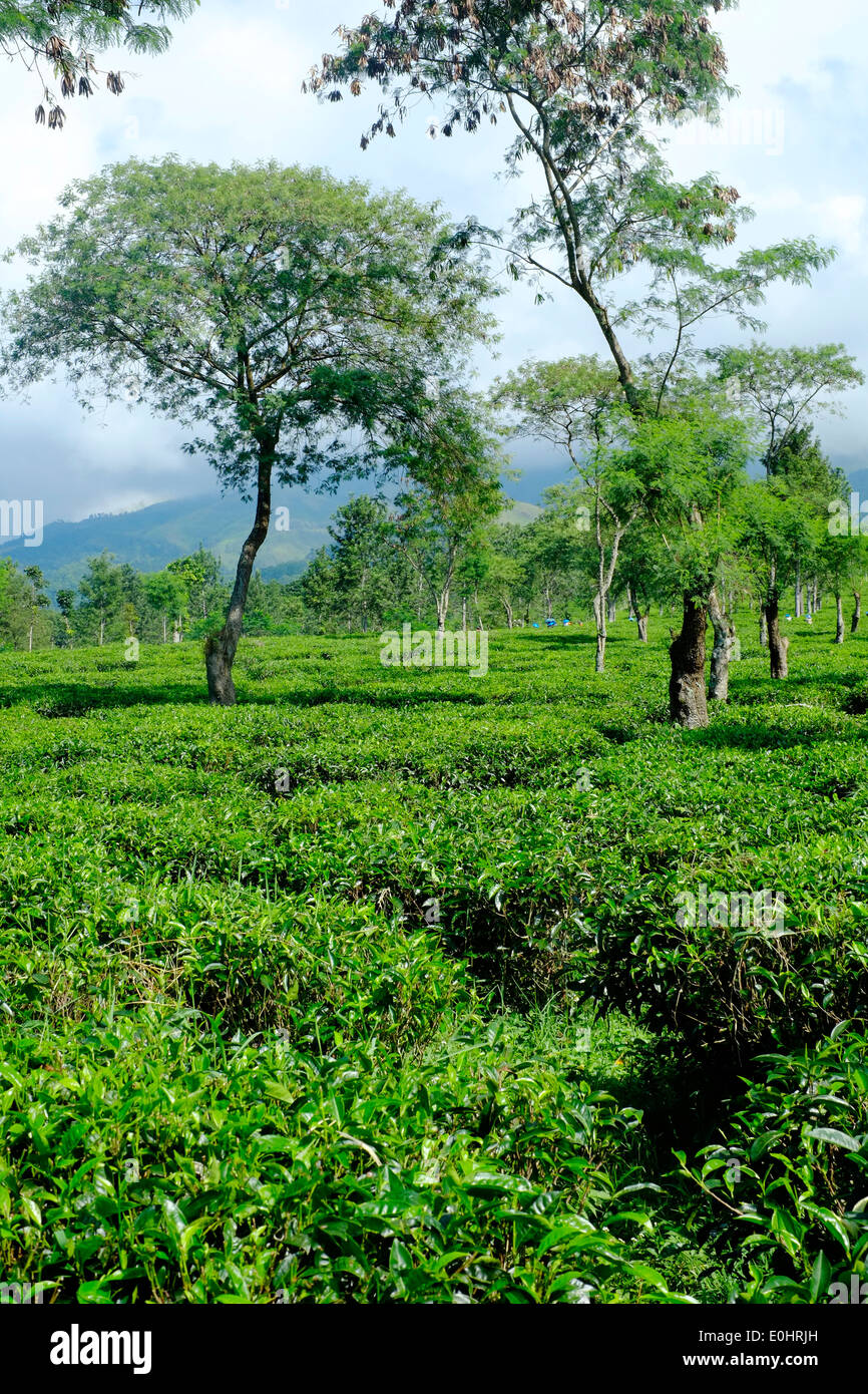 Indonesia tea plantation indonesia tea hi-res stock photography and ...