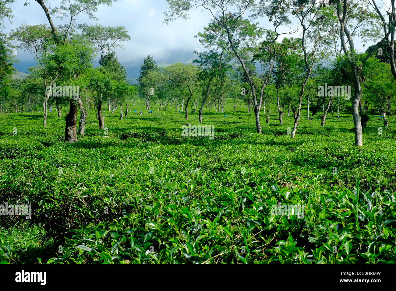view over the fields at the wonosari tea plantation near malang east ...
