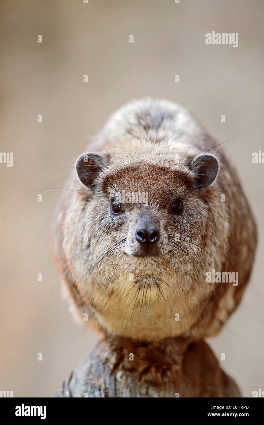 Common Rock Hyrax or Cape Hyrax (Procavia capensis Stock Photo - Alamy