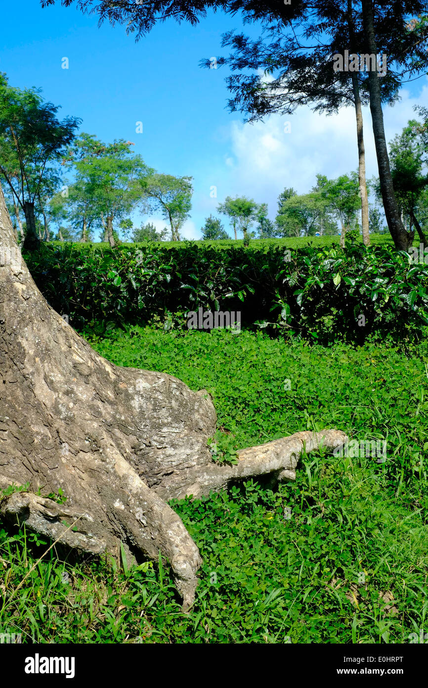 view over the fields at the wonosari tea plantation near malang east ...