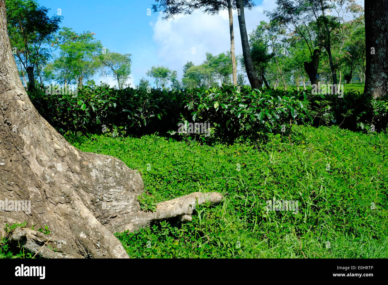 Indonesia tea plantation indonesia tea hi-res stock photography and ...
