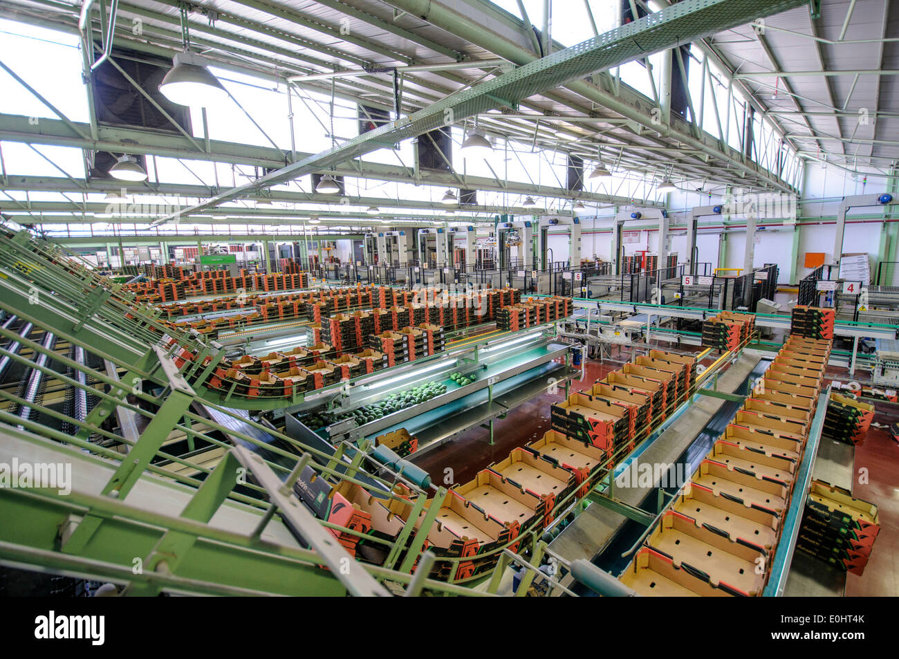 Computerized Avocado sorting and packing plant. Photographed in Stock ...
