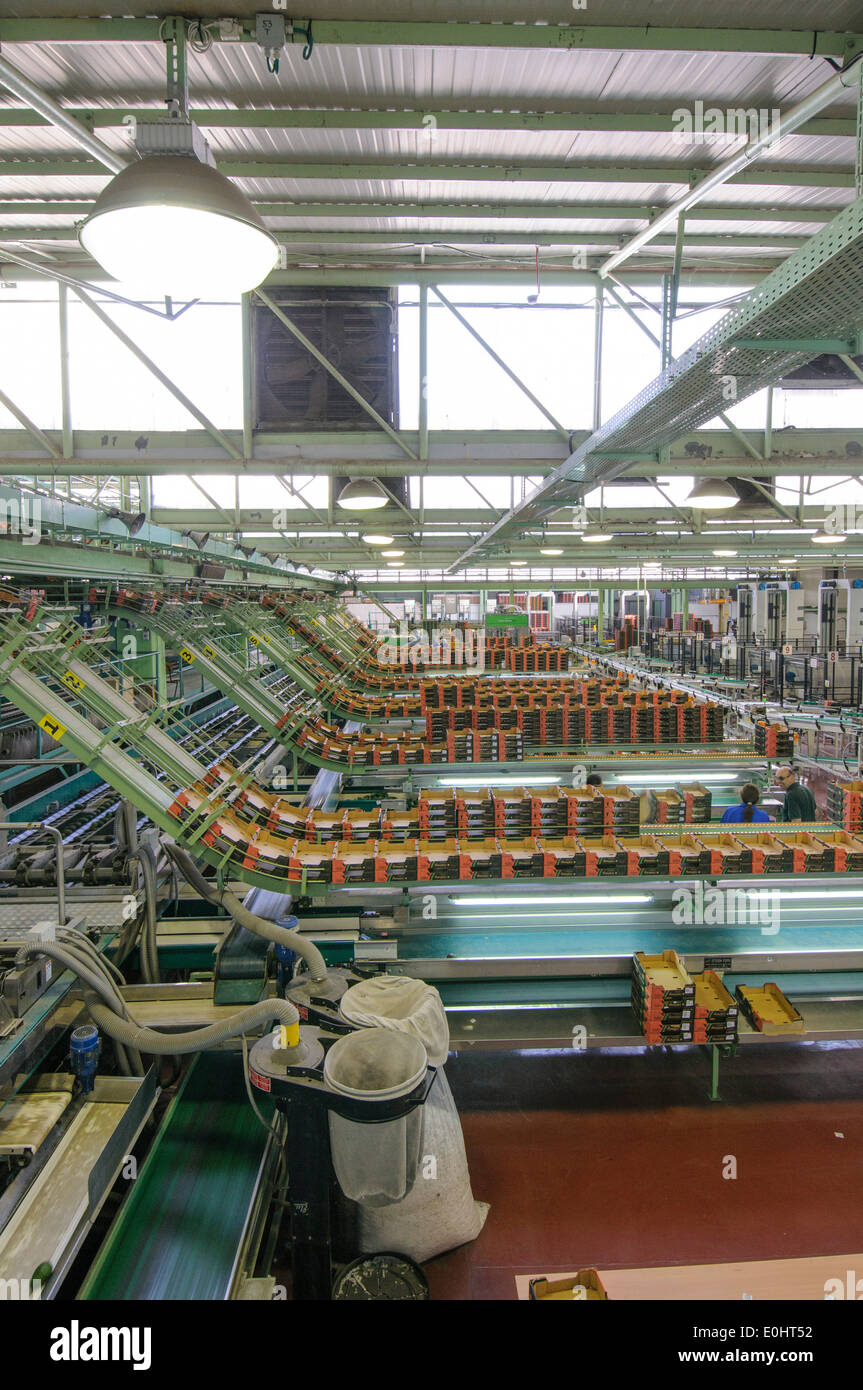 Computerized Avocado sorting and packing plant. Photographed in Israel ...