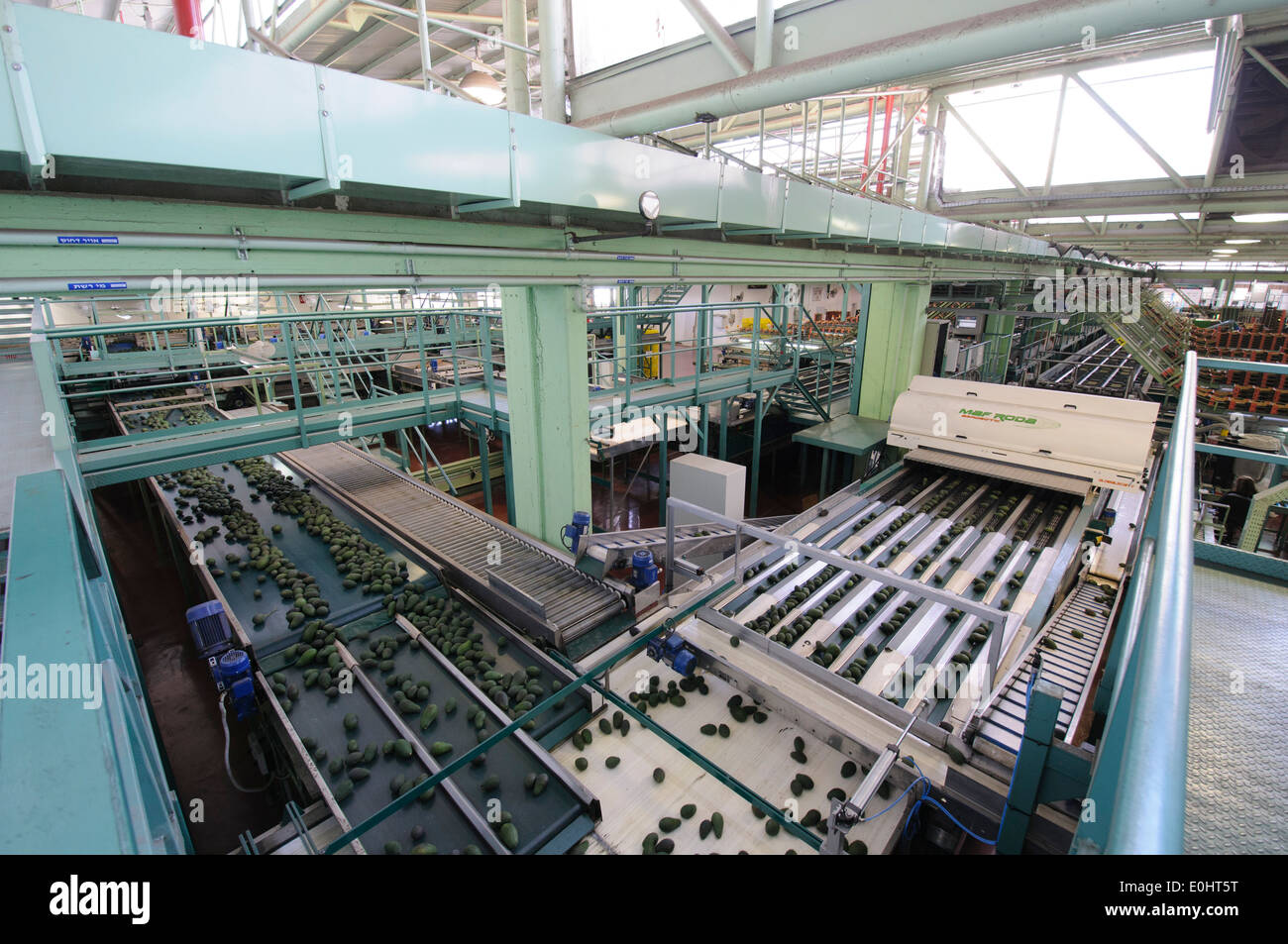 Computerized Avocado sorting and packing plant. Photographed in Israel ...