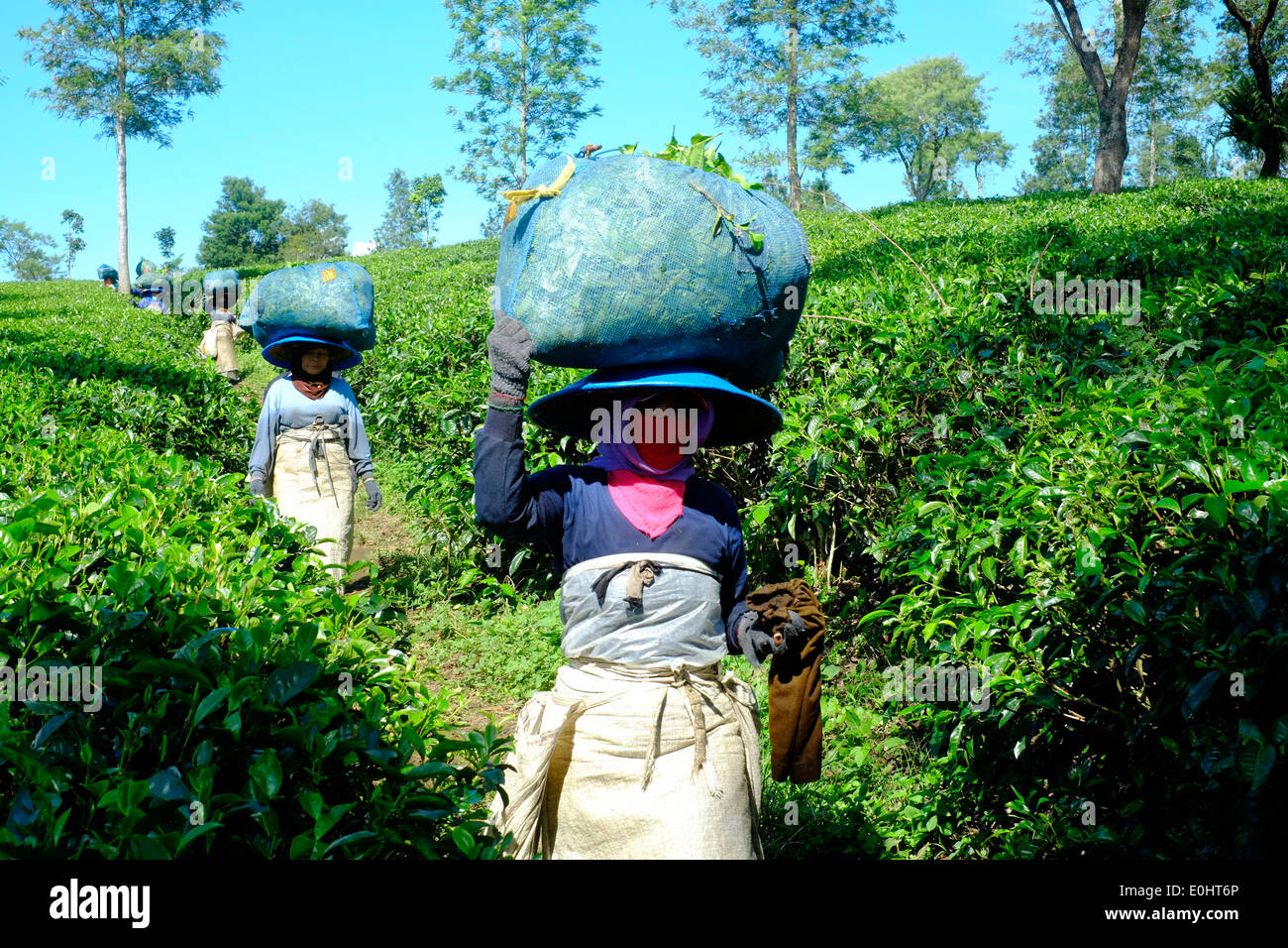 field workers carrying bags of freshly picked tea on their heads at the ...