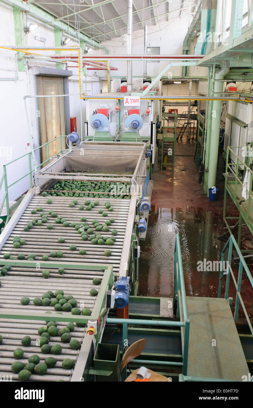 Computerized Avocado sorting and packing plant. Photographed in Israel ...