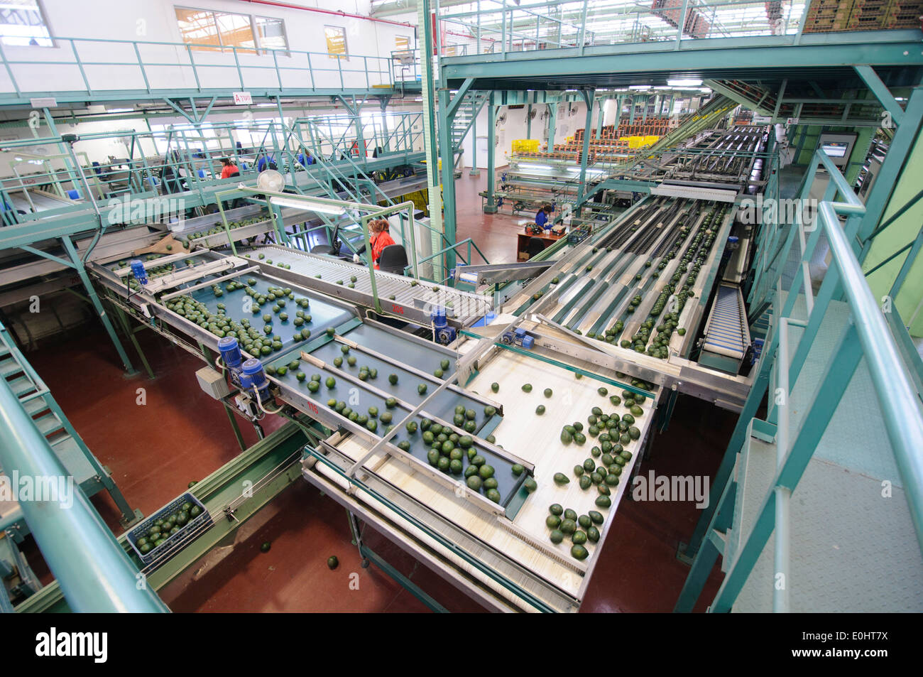 Computerized Avocado sorting and packing plant. Photographed in Israel ...