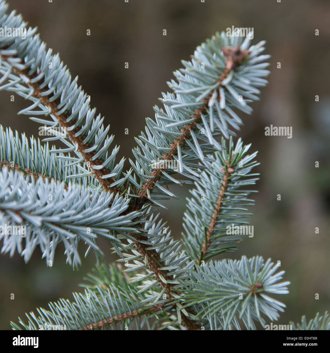 Close-up of a evergreen tree branch, Deception Pass State Park, Oak ...