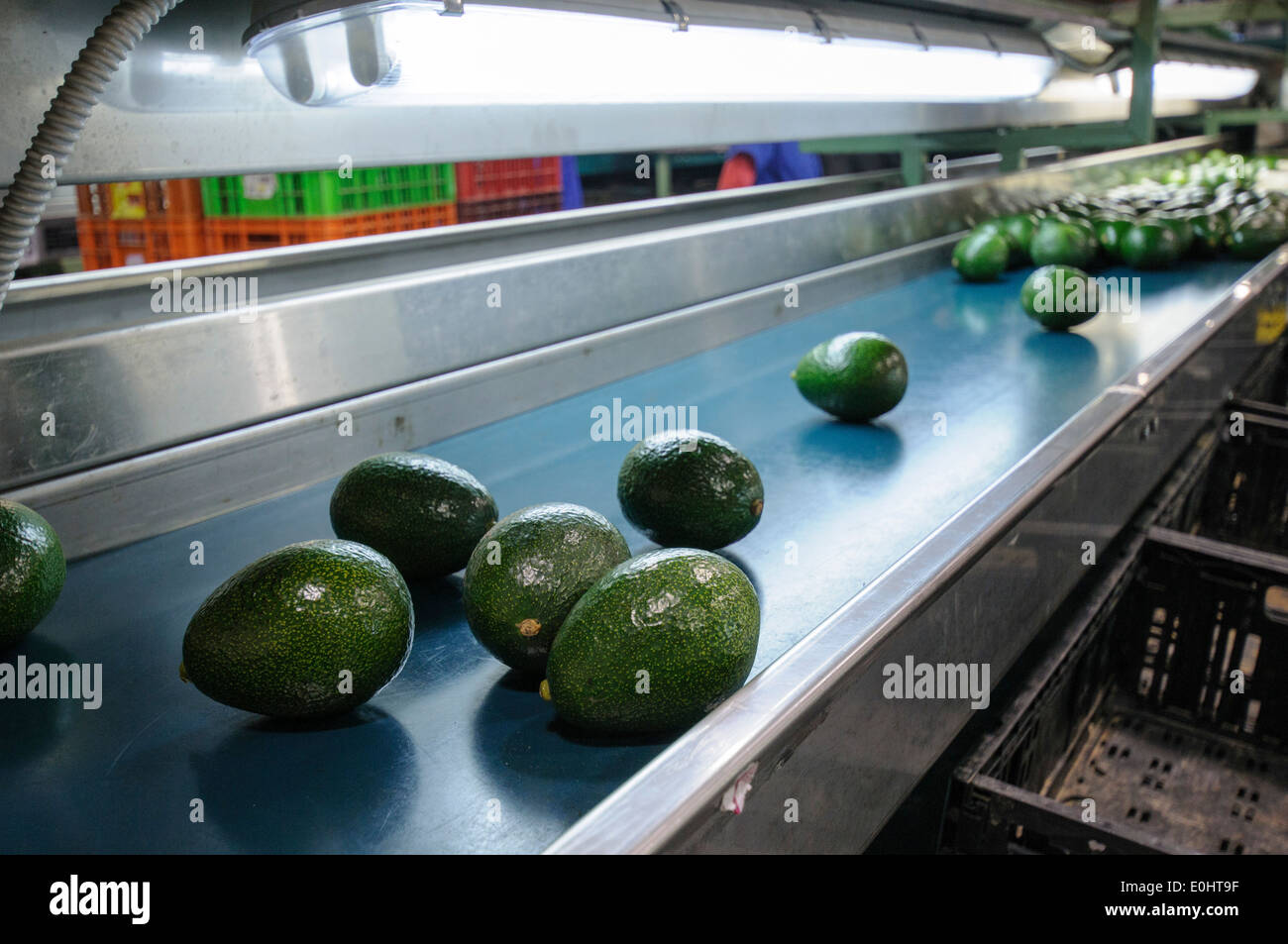 Computerized Avocado sorting and packing plant. Photographed in Israel ...