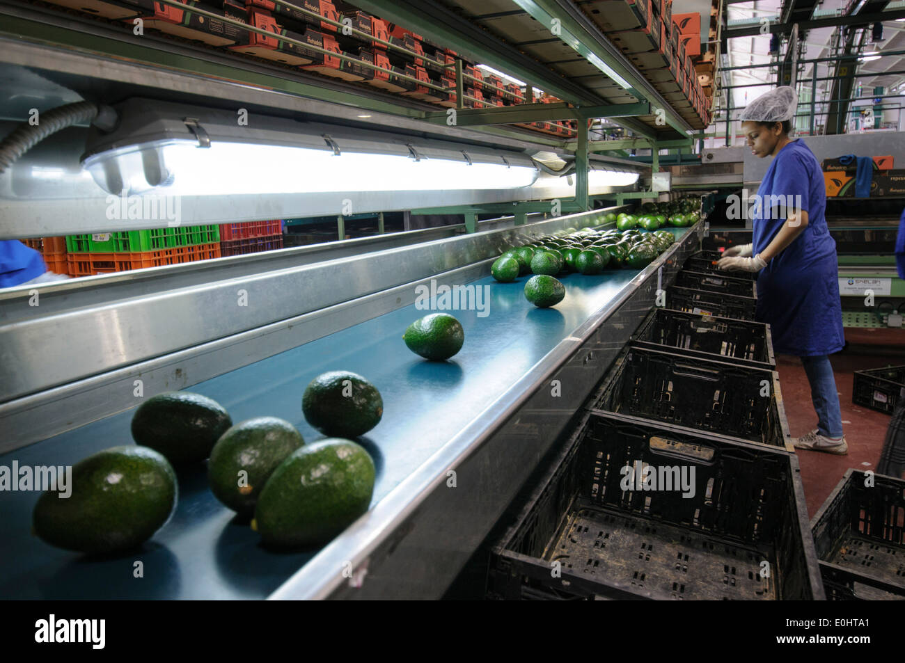 Computerized Avocado sorting and packing plant. Photographed in Israel ...
