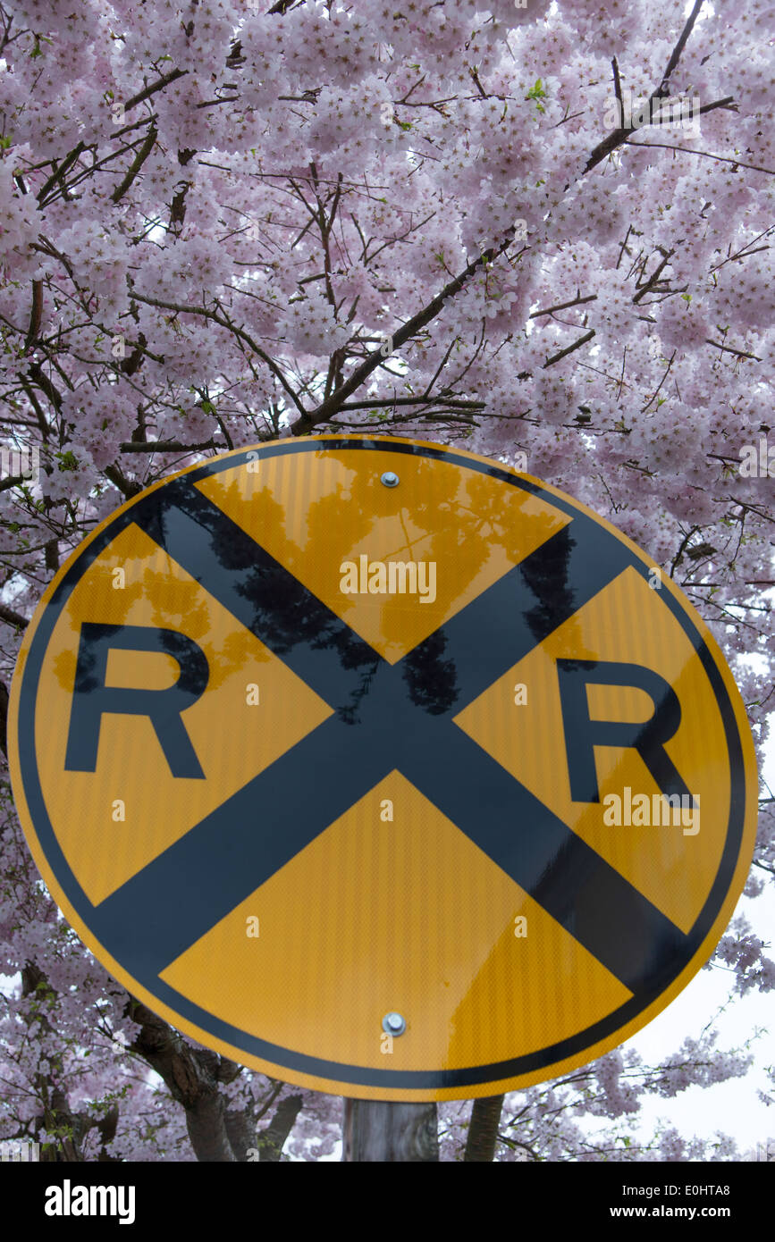 Railroad crossing sign in front of a tree in blossom, Northwest Railway ...