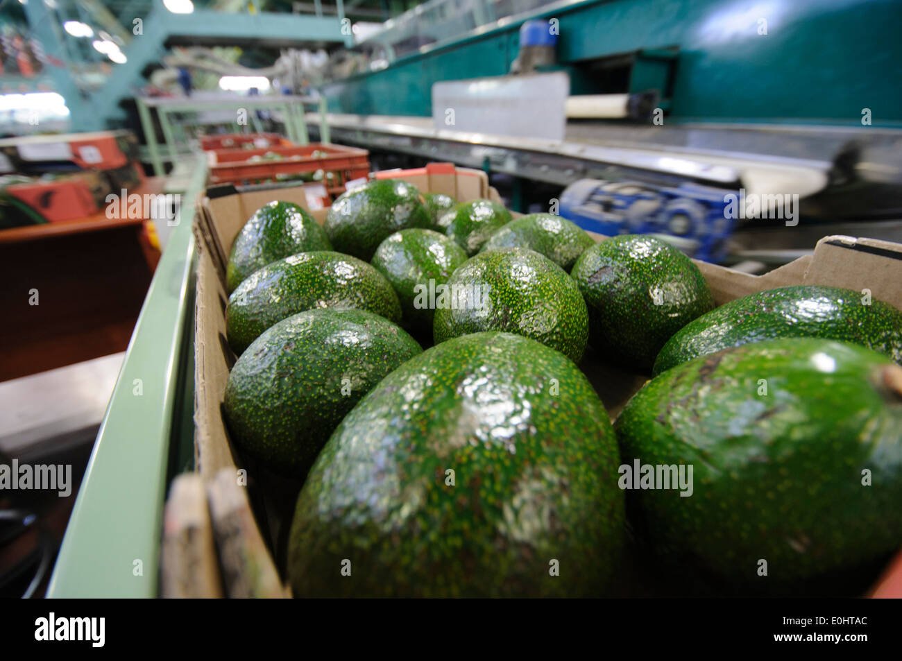 Computerized Avocado sorting and packing plant. Photographed in Israel ...