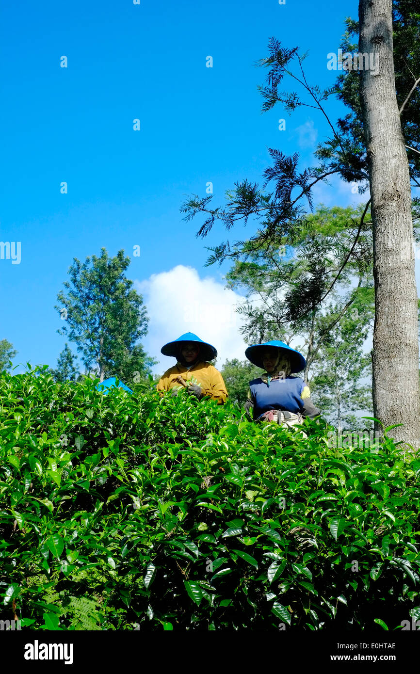 field workers busy picking tea at the wonosari tea plantation near ...
