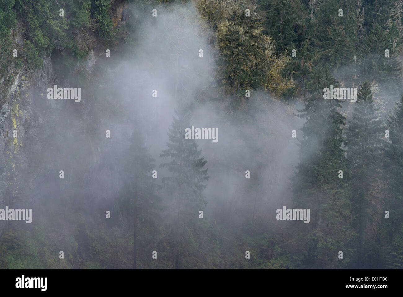 Fog over forest, Snoqualmie Falls, Snoqualmie, Washington State, USA ...
