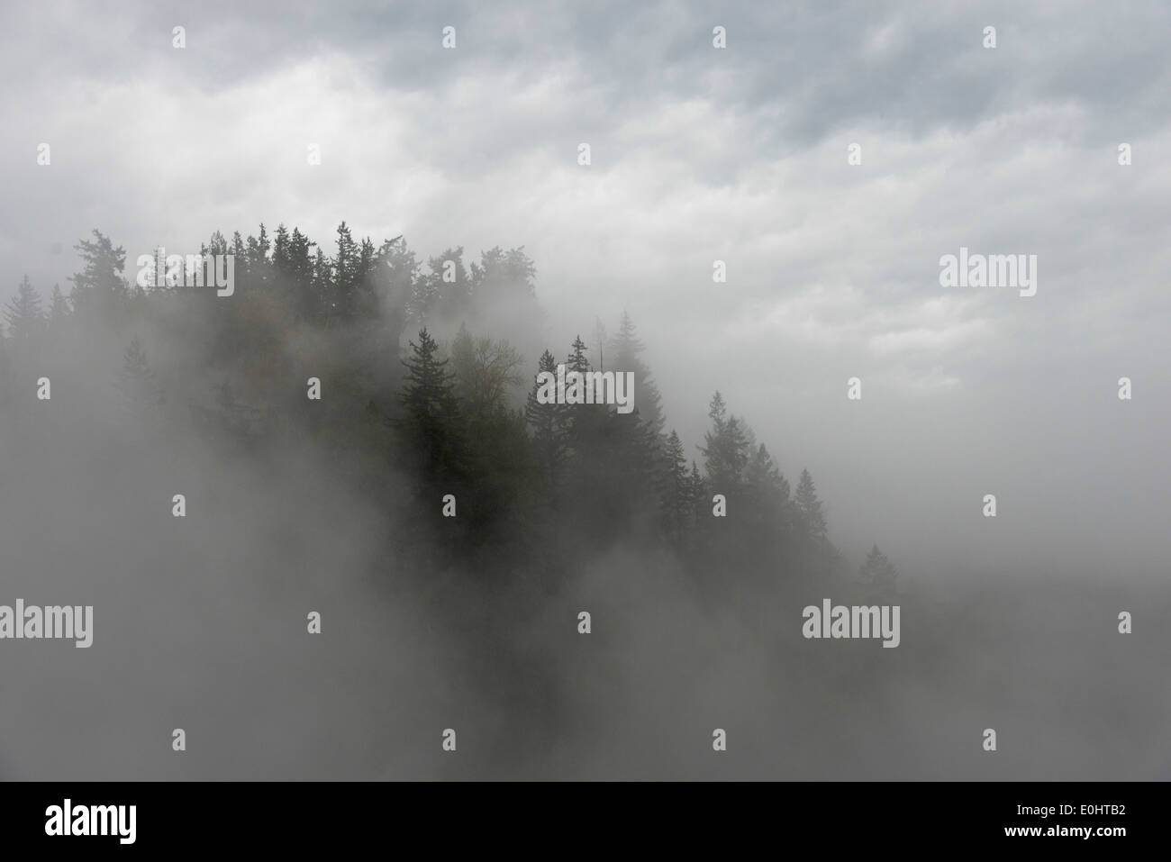 Fog over trees in a forest, Fall City, Snoqualmie, Washington State ...