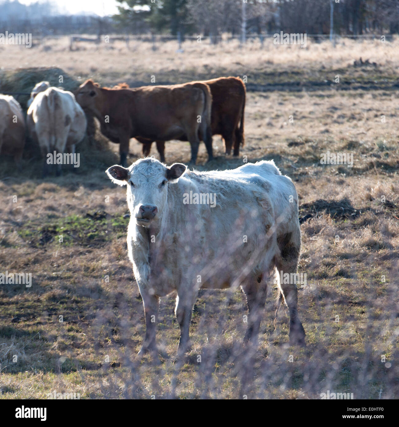 Five cattle hi-res stock photography and images - Alamy