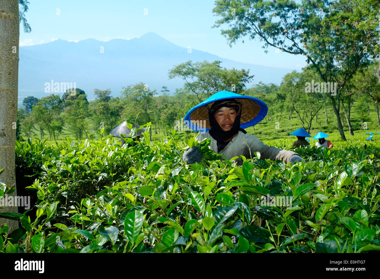 field worker busy picking tea at the wonosari tea plantation near ...