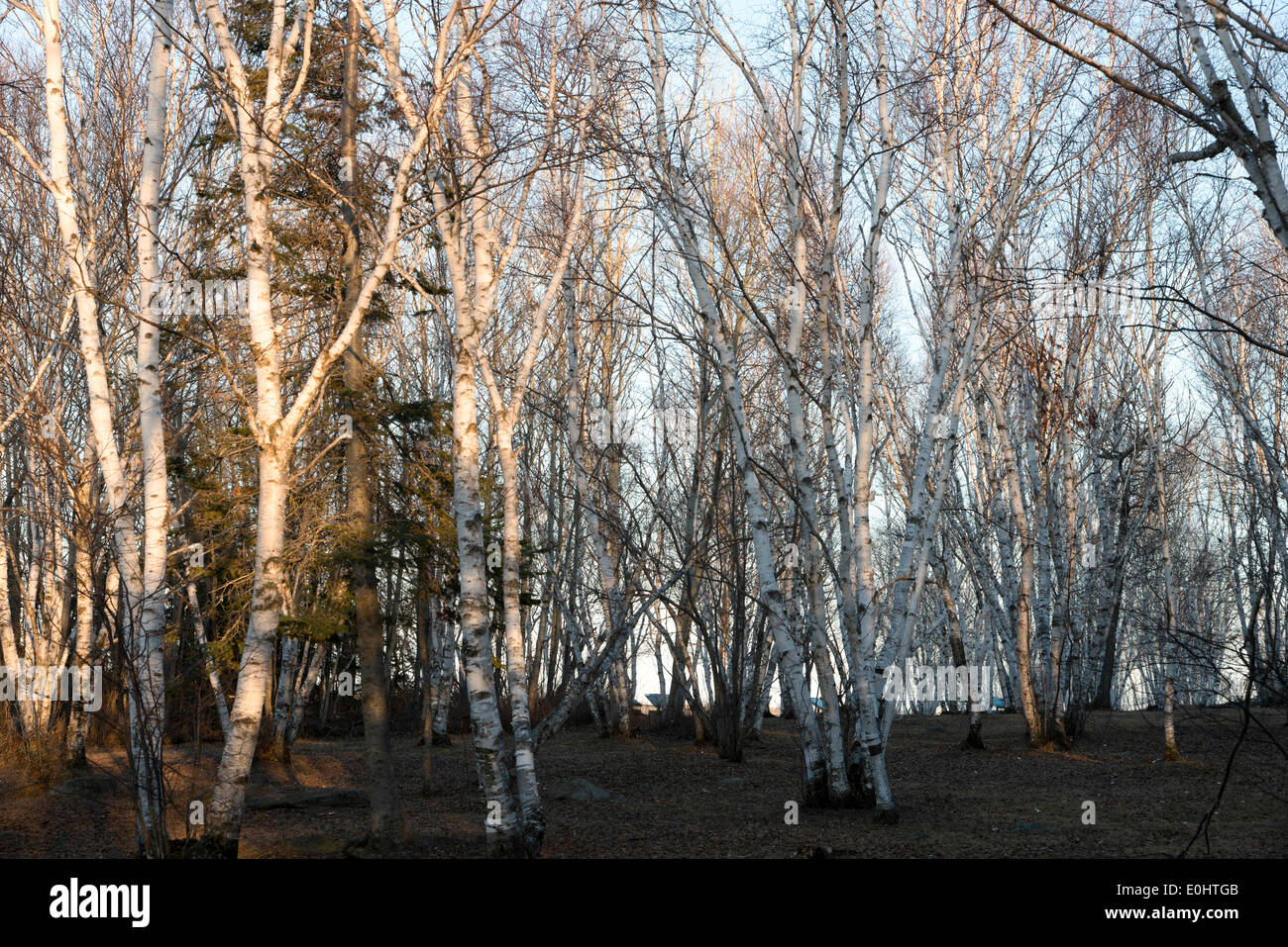 Trees in a forest, Hecla Grindstone Provincial Park, Manitoba, Canada ...