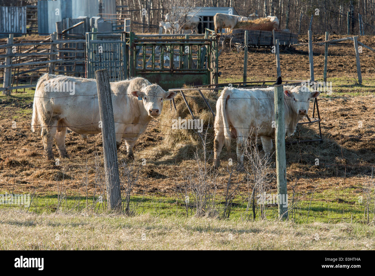 Cattle on a farm, Manitoba, Canada Stock Photo - Alamy