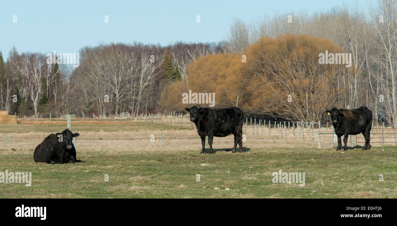 Cattle on a farm, Manitoba, Canada Stock Photo - Alamy