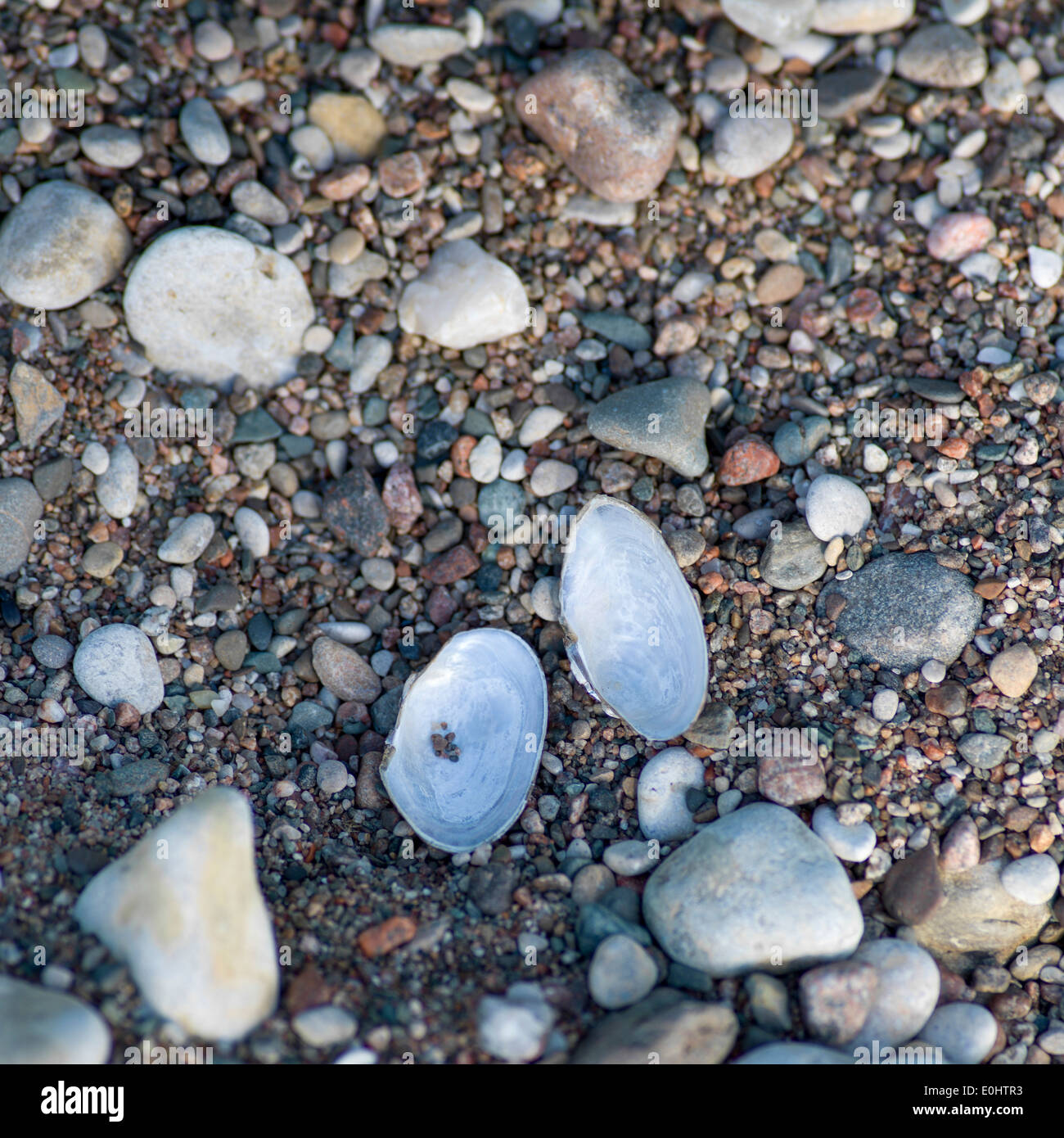 Pebbles and shells hi-res stock photography and images - Alamy