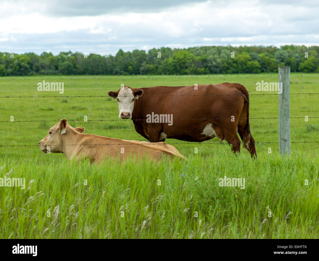 Cattle in the field hi-res stock photography and images - Alamy