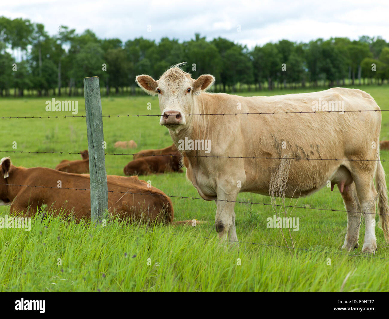 Cattle in a field, Manitoba, Canada Stock Photo - Alamy