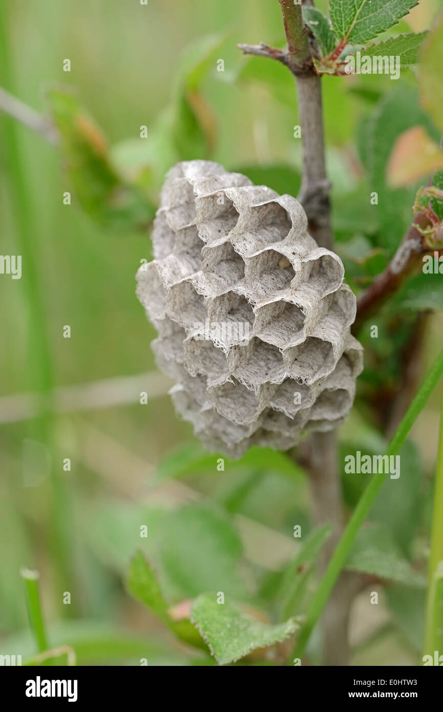 European Paper Wasp (Polistes dominulus, Polistes dominula, Polistes ...