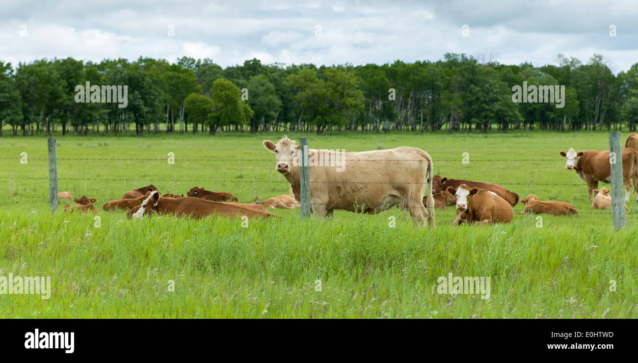 Cattle in a field, Manitoba, Canada Stock Photo - Alamy