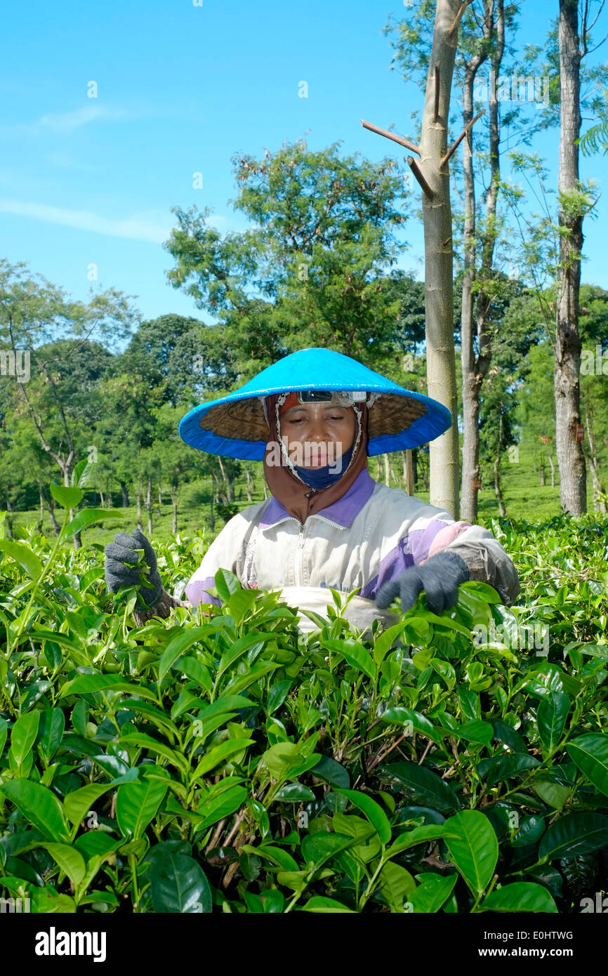 field worker busy picking tea at the wonosari tea plantation near ...