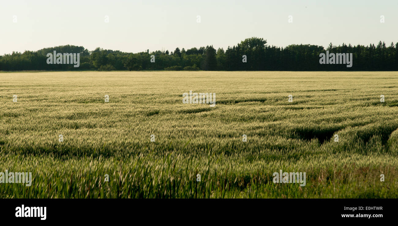 South of winnipeg hi-res stock photography and images - Alamy