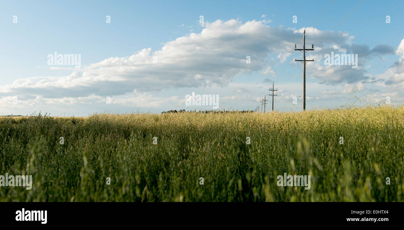 Telephone poles in a prairie field, Lorette, Manitoba, Canada Stock ...