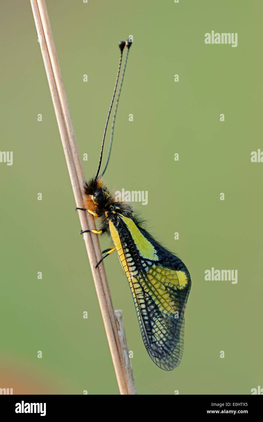 Ascalaphus libelluloides hi-res stock photography and images - Alamy