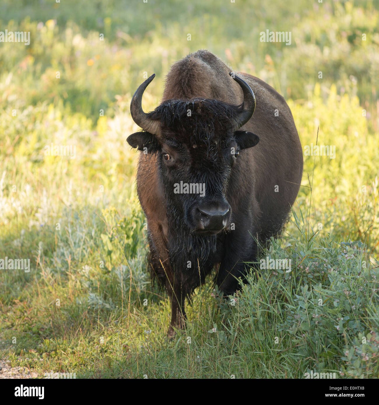 Bison standing in a field, Lake Audy Campground, Riding Mountain ...