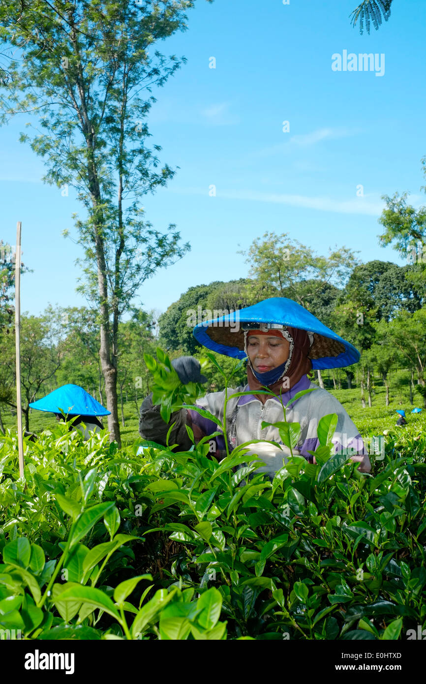 field workers busy picking tea at the wonosari tea plantation near ...