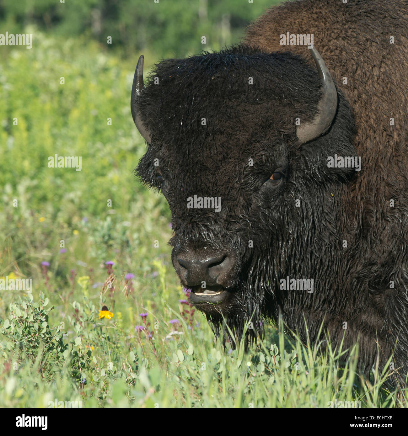 Close-up of a bison, Riding Mountain National Park, Manitoba, Canada ...