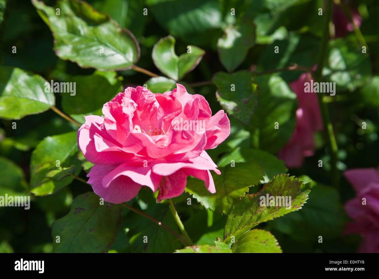 Rose rose hi-res stock photography and images - Alamy