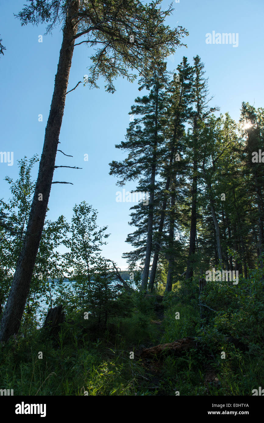 Trees in a forest, Riding Mountain National Park, Manitoba, Canada ...