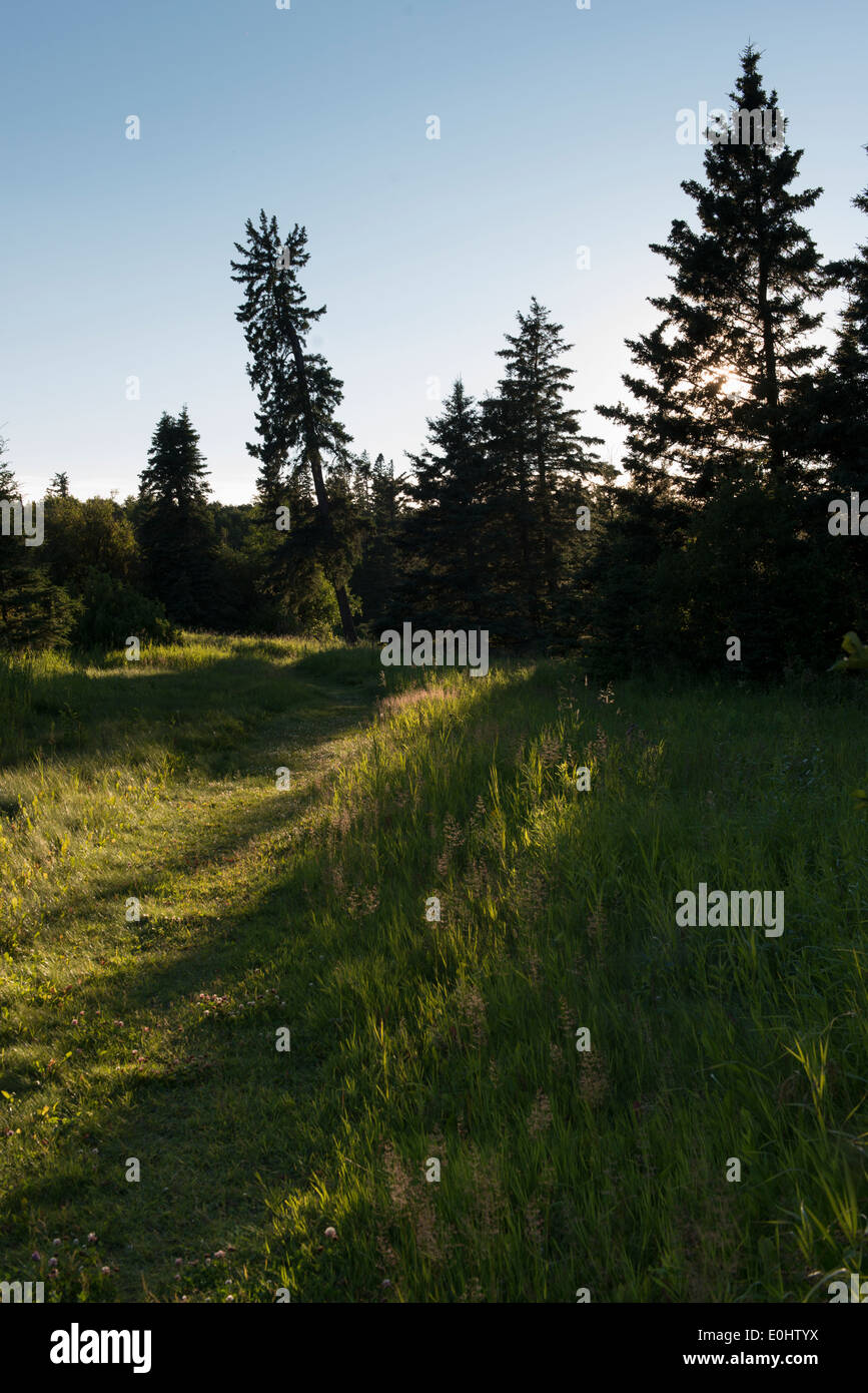 Trees in a forest, Wasagaming, Riding Mountain National Park, Manitoba ...
