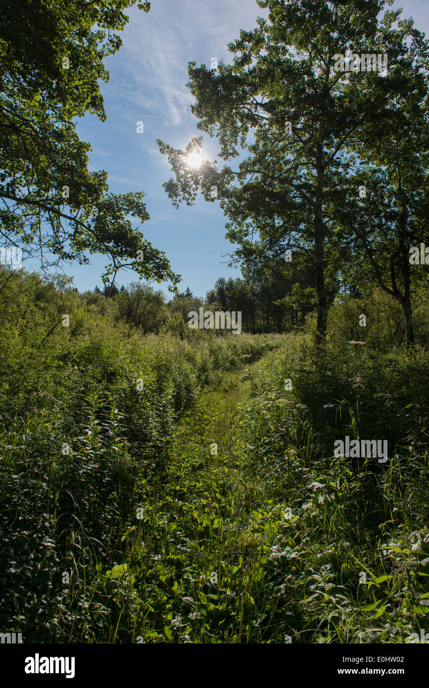 Trees in a forest, Lake Audy Campground, Riding Mountain National Park ...
