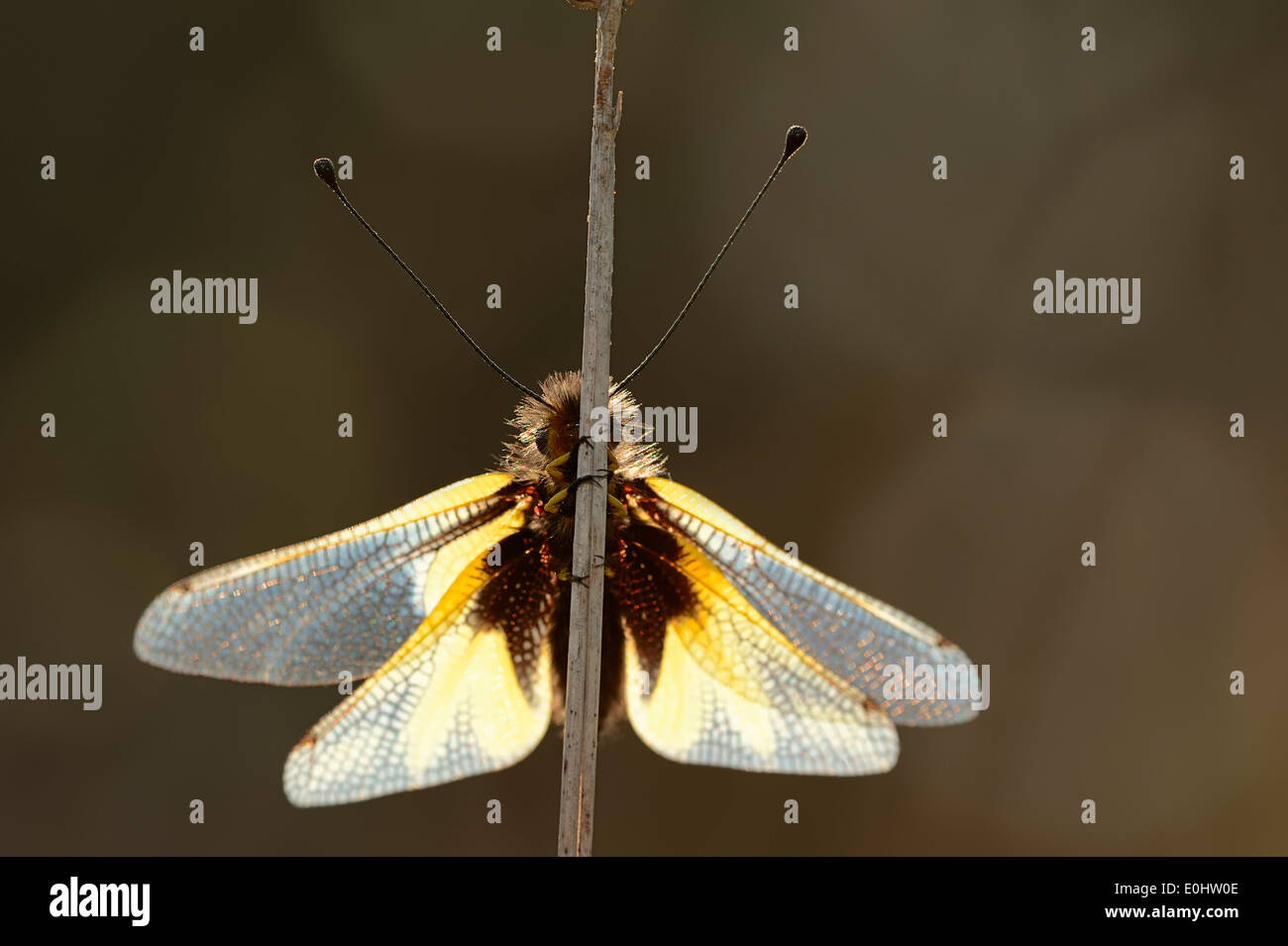 Owly Sulphur, European Owlfly or Owlfly Sulfur (Libelloides coccajus ...