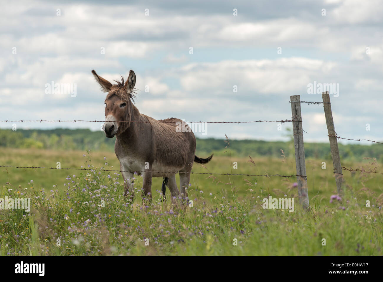 Donkey standing in a field, Lake Audy Campground, Riding Mountain ...