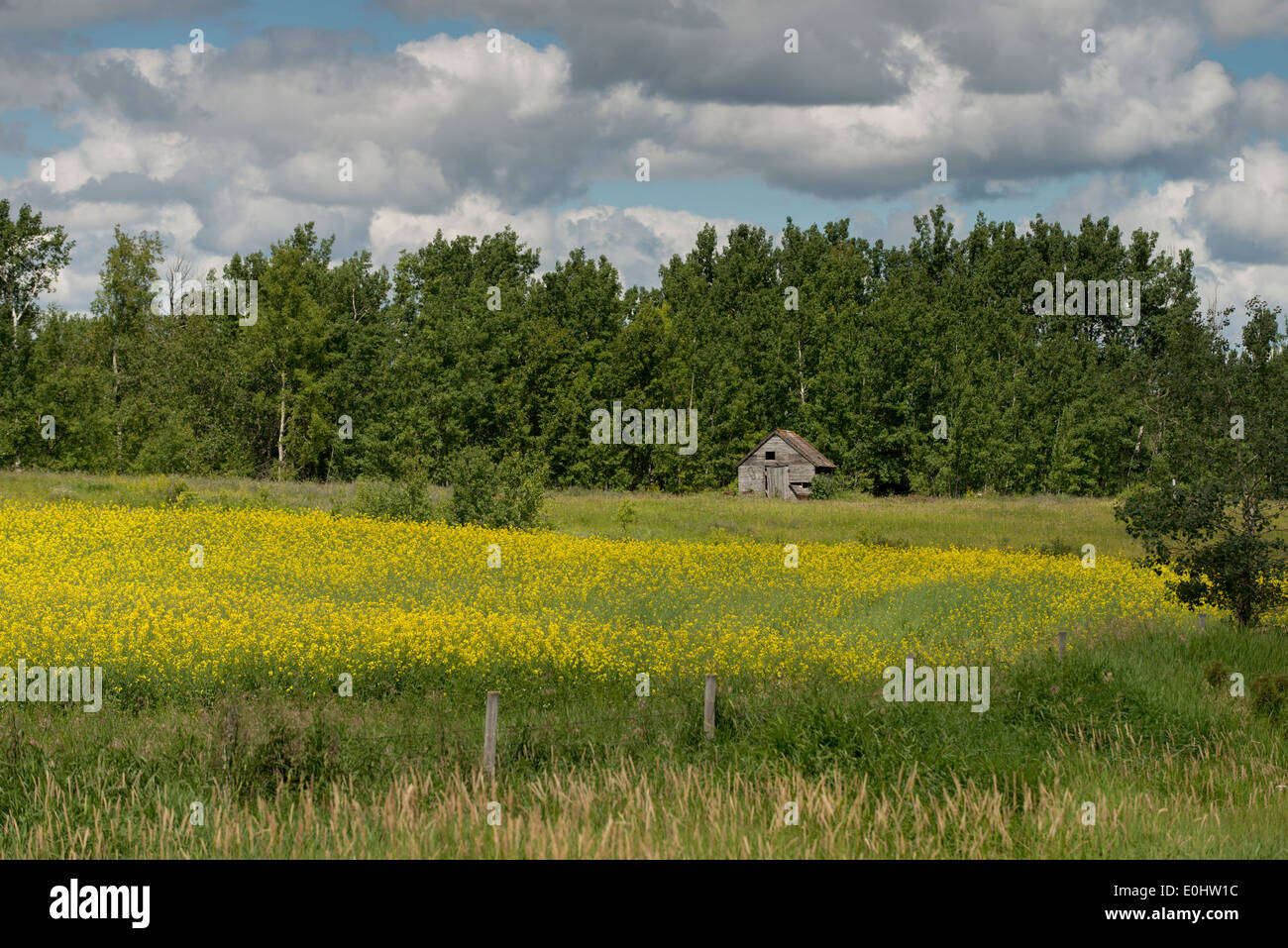 Abandoned Farmhouse in a field, Lake Audy Campground, Riding Mountain ...