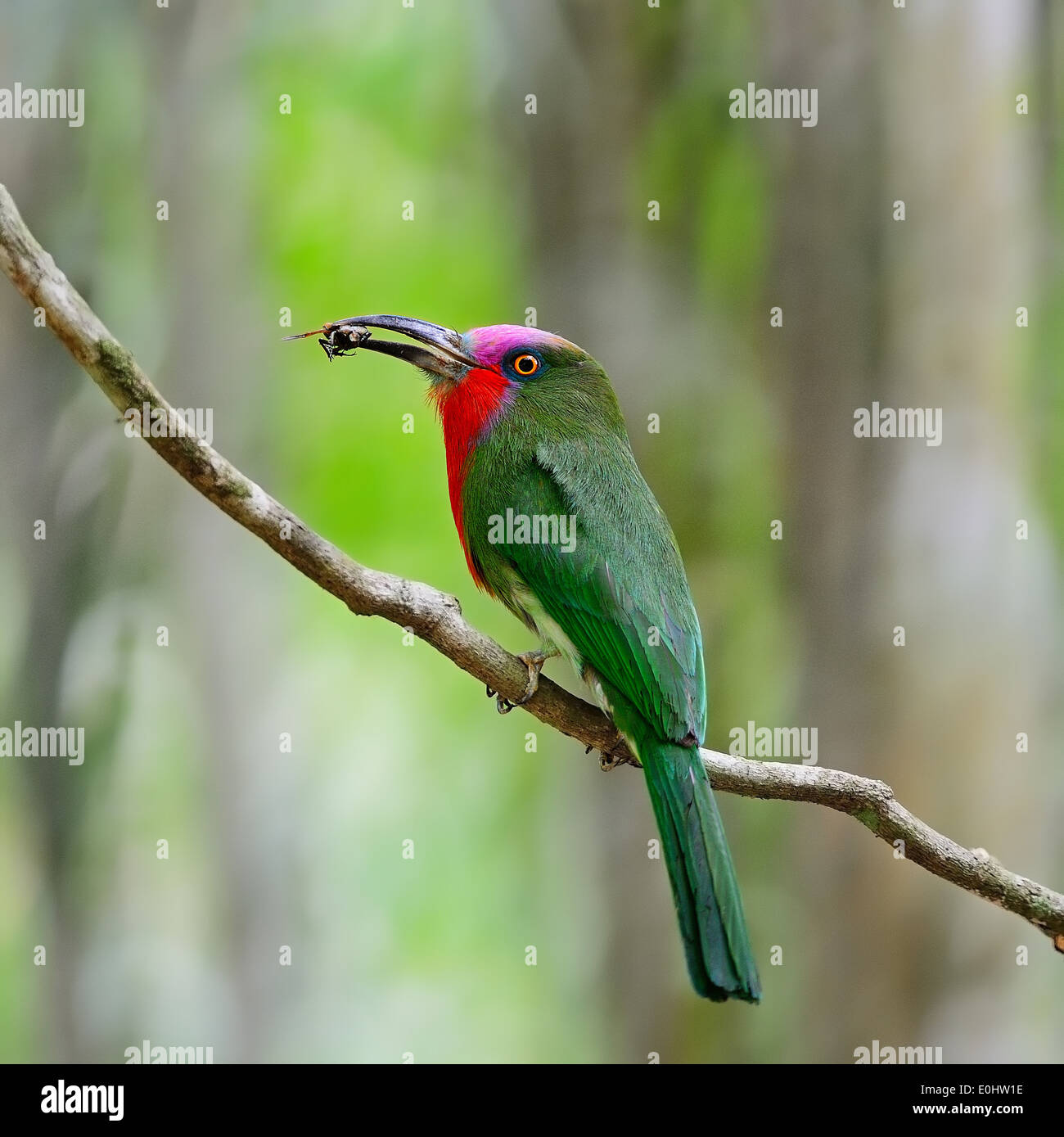 Beautiful male Red-bearded Bee-eater bird (Nyctyornis amictus ...