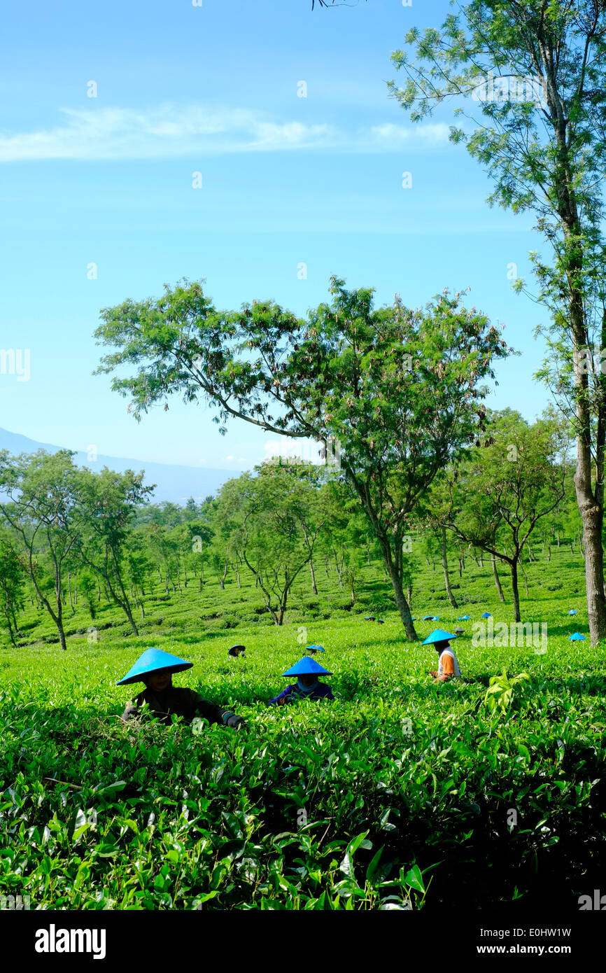 field workers busy picking tea at the wonosari tea plantation near ...